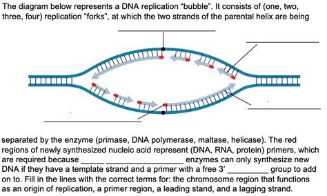 Replication Bubble Course S5 Biology Topic Unit 4 Dna Replication