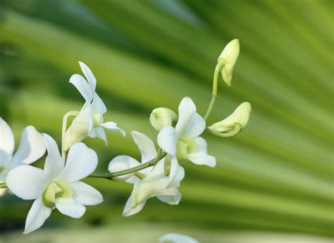 How To Get Your Orchid To Bloom Again Ckab