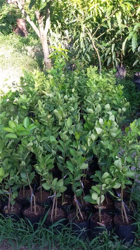 รายชื่อร้านขายมะนาว ในอำเภอท่าวุ้ง จังหวัดลพบุรี