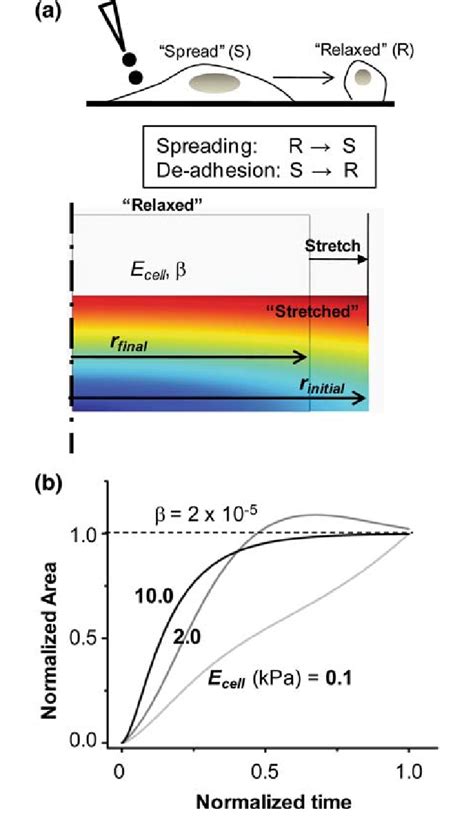 Finite Element Model Of De Adhesion Effect Of Cell Stiffness A Download Scientific Diagram