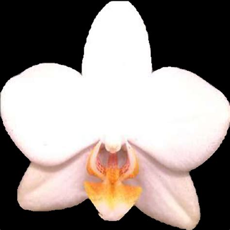 Orchid Segementation2 Instance Segmentation Dataset By National Chung Hsing University