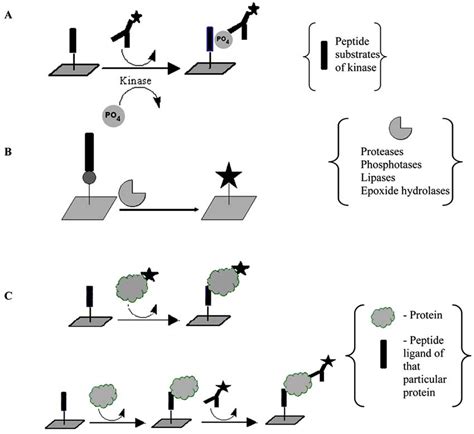 A Kinse Substrate Assay Probed With Fitc Labeled Antibody B