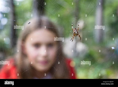 Cross Orbweaver European Garden Spider Cross Spider Araneus Diadematus Girl Looking At A