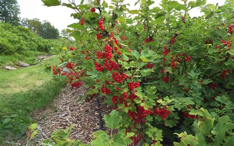Currant Bush
