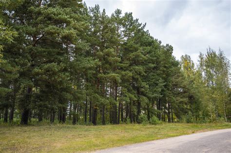 무료 이미지 서식지 나무 황야 자연 환 경 생태계 삼림지 온화한 넓은 잎과 혼합 숲 우디 식물 육상 식물 온화한 침엽수 림 농촌 지역 목초지 꼬리