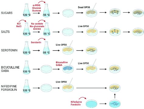 Schematic Representation Of The Protocols Described Here Download Scientific Diagram