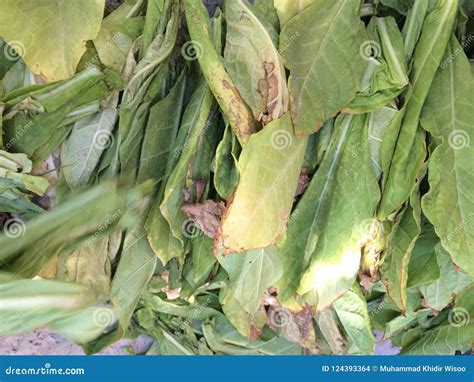 Tobacco Leaves Stock Photo Image Of Smoked Chewed