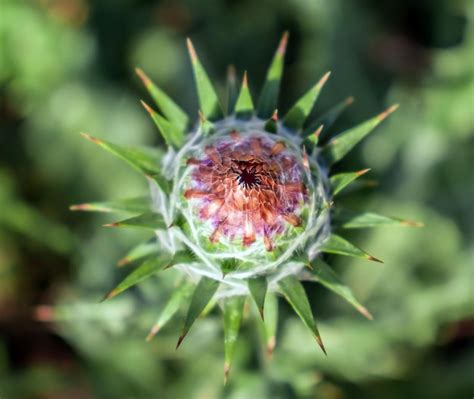 Premium Photo Spiny Thistle Flower In Nature