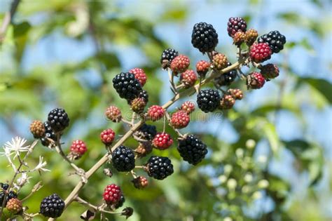 Bramble stock image. Image of broom, green, berry, food - 15495737