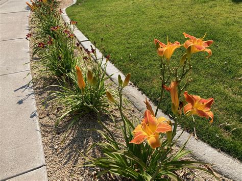 Yard Design Templates — One Truckee River