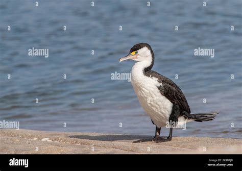 Adult Australian Pied Cormorant Phalacrocorax Varius Varius Standing