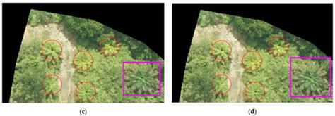 Large Scale Oil Palm Trees Detection From High Resolution Remote Sensing Images Using Deep Learning
