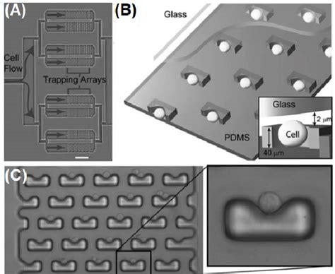 Single Cell Trapping Based Approaches Single Cell Trapping Array A