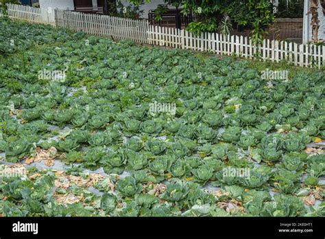 Row Of Cabbage Plants At Small Plot Of Farm In Cameron Highlands