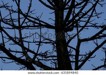 Tree Icon Stock Vector 389190010 Shutterstock