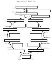 Citric Acid Cycle Worksheet Citric Acid Cycle Worksheet Coash Nad Co2
