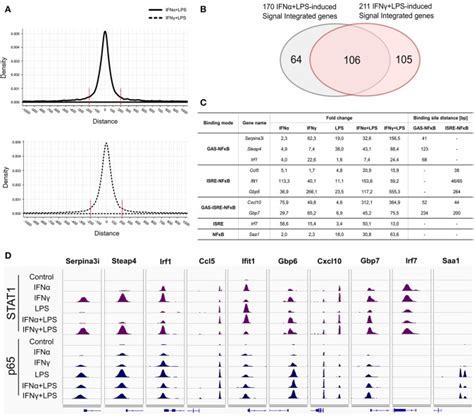 Signal Integration Of Ifn I And Ifn Ii With Tlr4 Involves Sequential