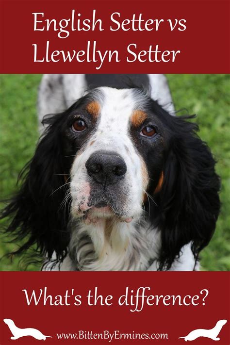 English Setter Vs Llewellyn Setter Whats The Difference