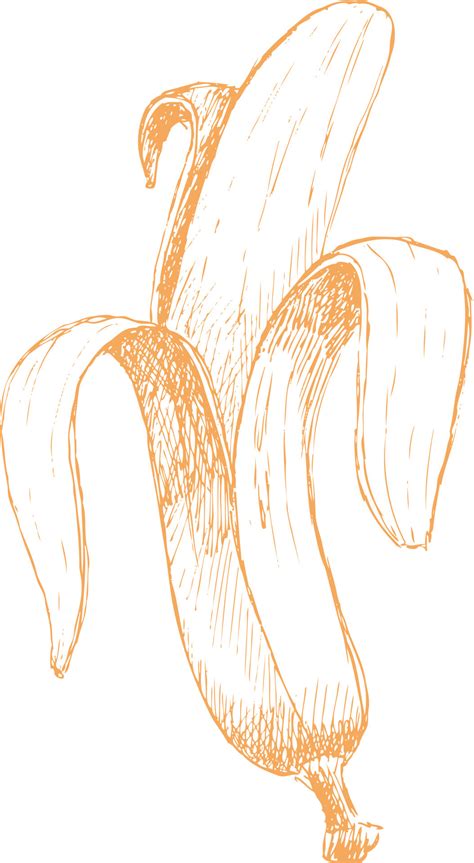 Banana Drawn Sketch 13671226 Vector Art At Vecteezy
