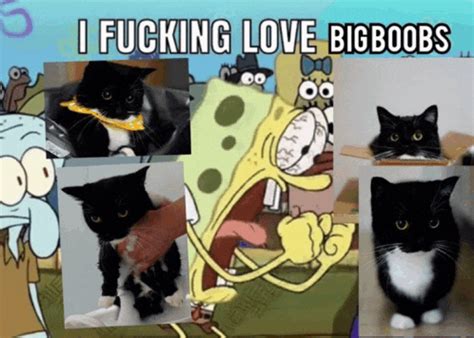 Uni Cat Meme Uni Cat Descubrir Y Compartir S