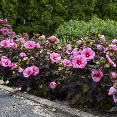 Гибискусы травянистые (болотные): Hibiscus moscheutos — Гибискус ...