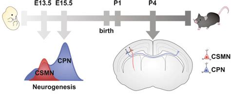 neuwrite west a novel microrna shapes development of cortical