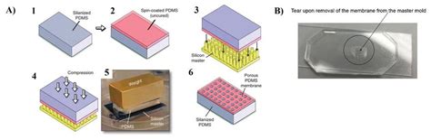 6 Fabrication Of Microporous Membrane Download Scientific Diagram