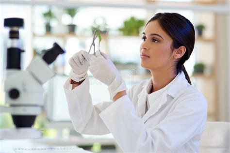 Science Woman And Leaves In Lab For Ecology With Scissor For Sample Analysis Medical