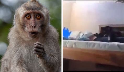 Monkey Performs Sexual Act On Sleeping Man TRP
