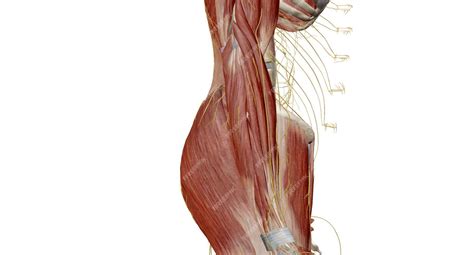 Premium Photo The Lumbar Plexus Is A Complex Neural Network Formed By