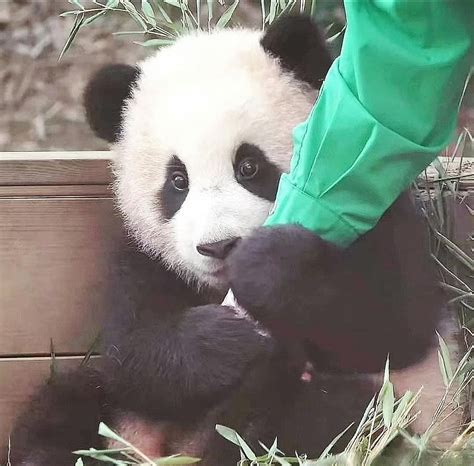 바오 가좍 내일 생일이라는 아기판다 Daum 카페 바오 가좍 내일 생일이라는 아기판다 Daum 카페