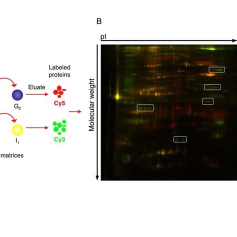 figure s1 dsrna affinity matrices were used to identify i dsrna