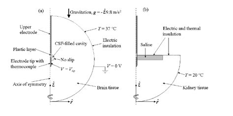 Model Geometry And Boundary Conditions For Axially Symmetric Brain A