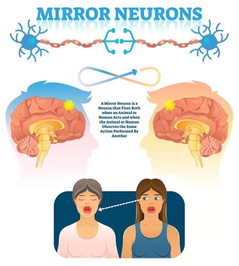 뇌과학으로 살펴본 팀워크의 원리 공감의 뇌 활성화 방법