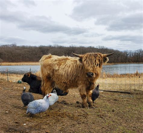 Teacup Mini Highland Cow For Sale At Virginia Morgan Blog