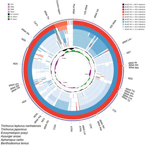 Graphical Diagram Of Blast Results Showing Nucleotide Identity Between Download Scientific
