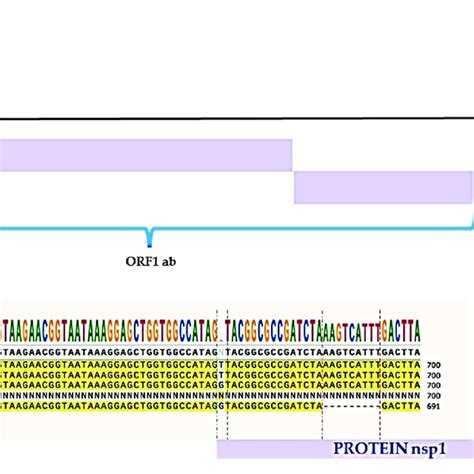 Genome Characterization Of Sars Cov 2 A Schematic Representation Of Download Scientific