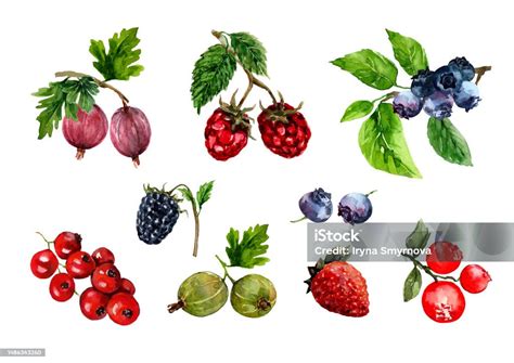 여름 열매 구즈 베리 건포도 딸기 라스베리 블랙 베리의 고립 된 요소 세트 잘 익은 베리 비타민 클립 아트 흰색 배경에 손으로 그린 수채화 그림 건강한 식생활에 대한 스톡