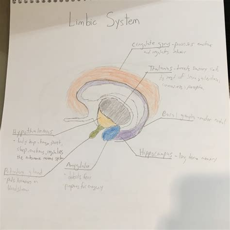 Limbic System Diagram Quizlet