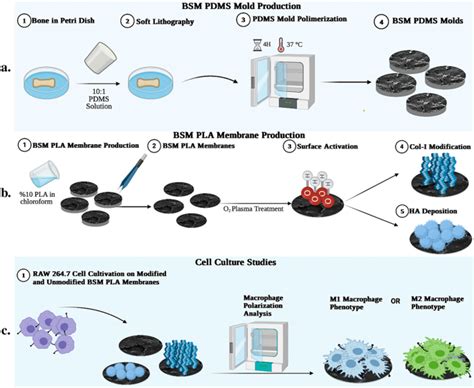 骨表面形貌和化学对巨噬细胞极化的影响 Scientific Reports X Mol