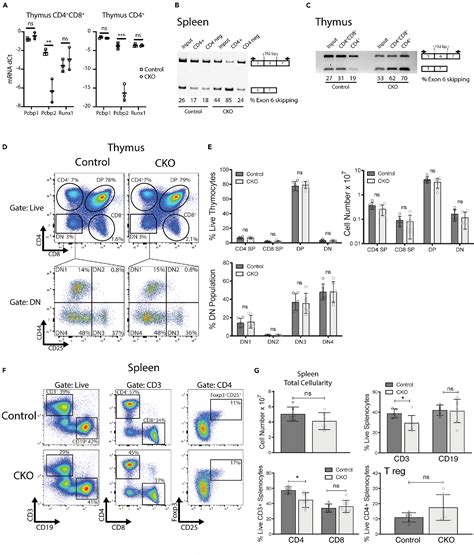 Figure 1 From The Polyc Binding Protein Pcbp2 Is Essential For Cd4 T