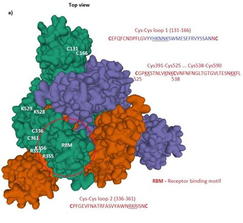 Spike Trimer A Top View And B Side View The Specific Receptor Download Scientific Diagram