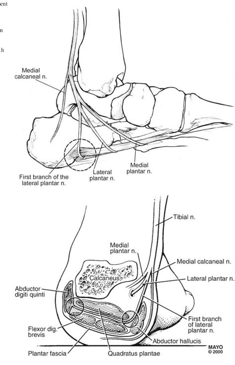 Figure 51 Physical Examination Of The Peripheral Nerves