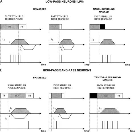 Proposed Model Of The Spatiotemporal Interactions That Could Underlie