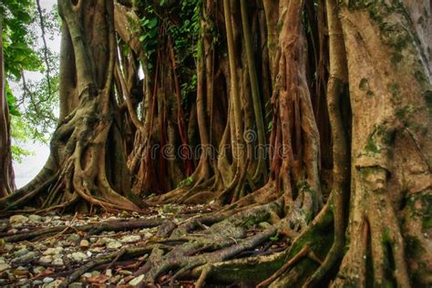A Caribbean Dream - Travel To Jamaica Stock Photo - Image of incredible ...
