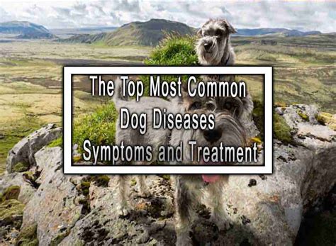The Top Most Common Dog Diseases Symptoms And Treatment