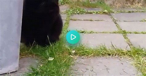 Stealth Mode Enabled  On Imgur