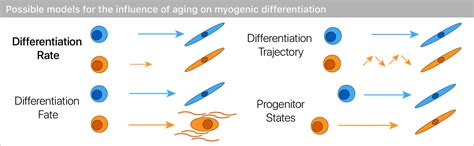 Aging Across Developmental Trajectories Jacob C Kimmel
