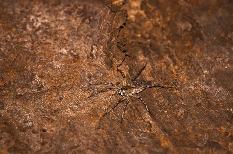 Spider Bug Insect Free Photo On Pixabay Pixabay