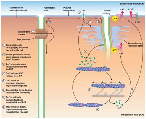 Excitation Contraction Coupling In Cardiac Contractile Cells Flashcards